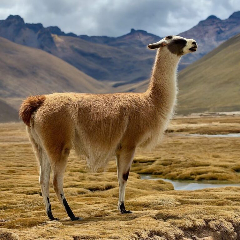 25 Unusual Hybrid Animals That Exists! (With Pictures)