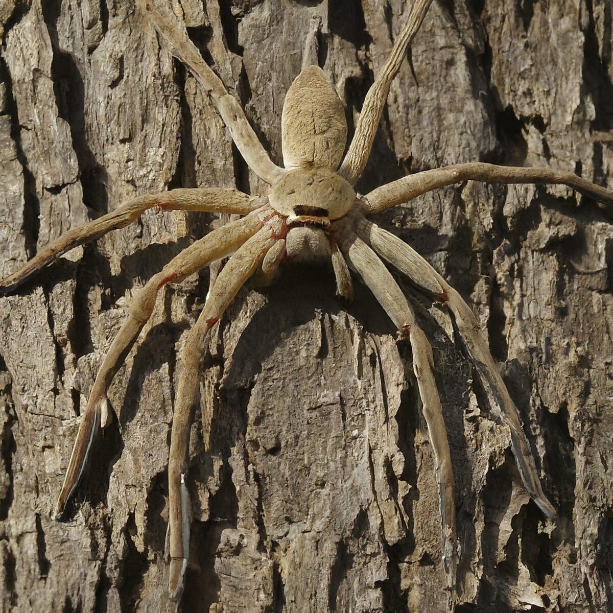 15 Spiders Species That Play Dead But Are Alive! (With Pictures)
