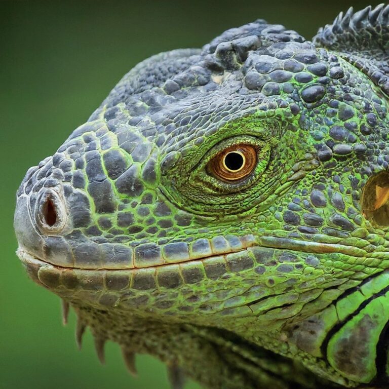 23 Animals With Multiple Eyes (With Pictures)