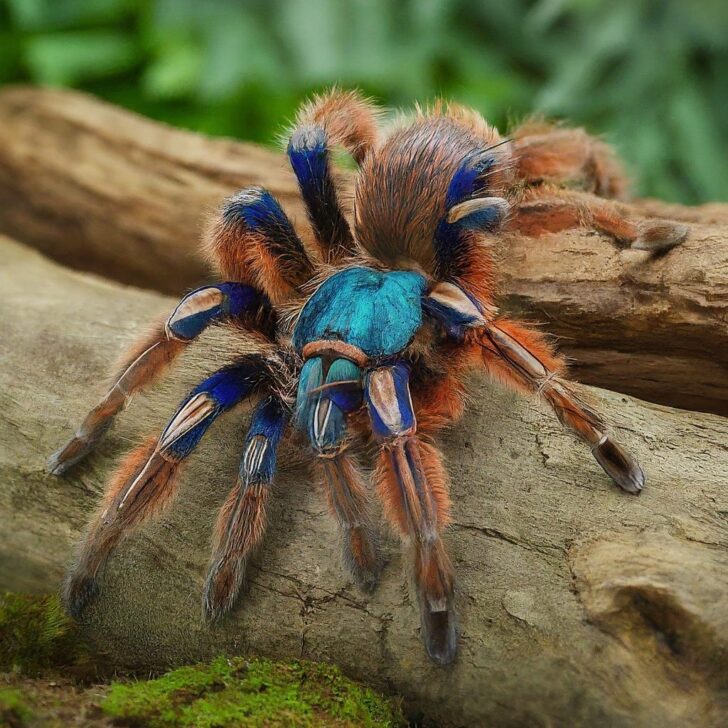 25+Most Aggressive And Poisonous Tarantulas (With Pictures)