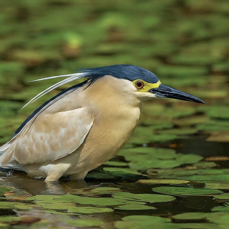 51 Types Of Heron Species: Herons Diversity (With Pictures)