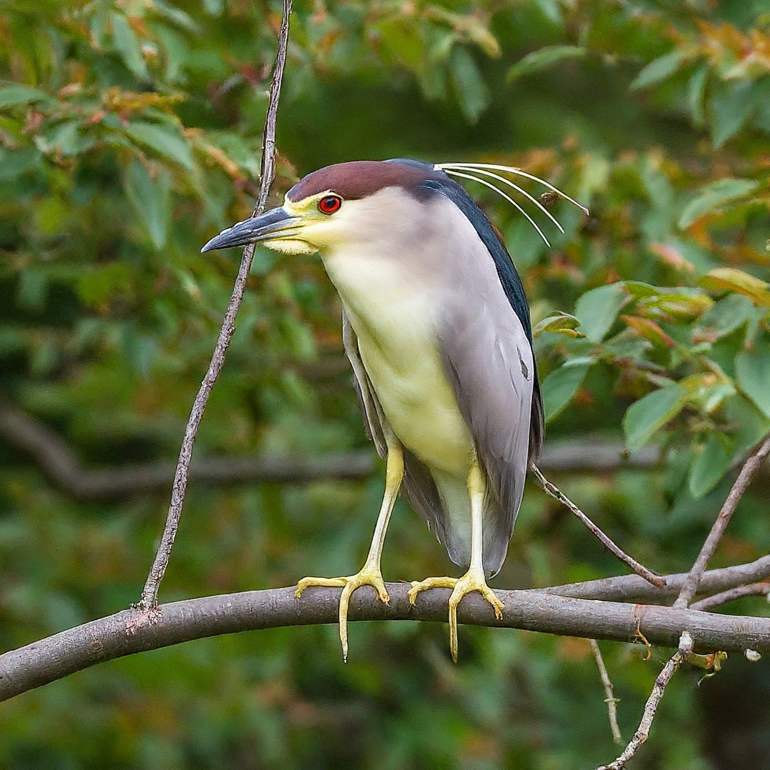 51 Types Of Heron Species: Herons Diversity (With Pictures)