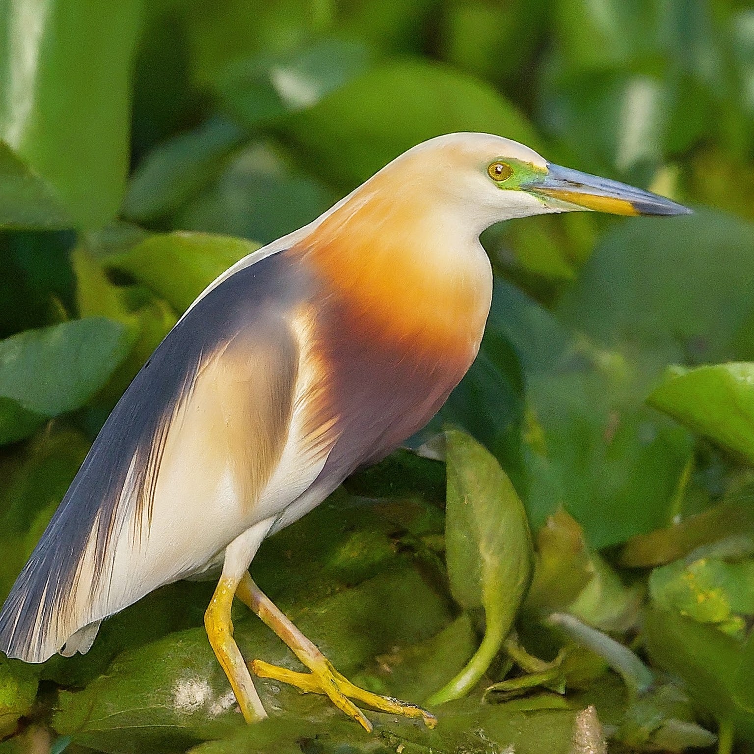 51 Types Of Heron Species: Herons Diversity (With Pictures)