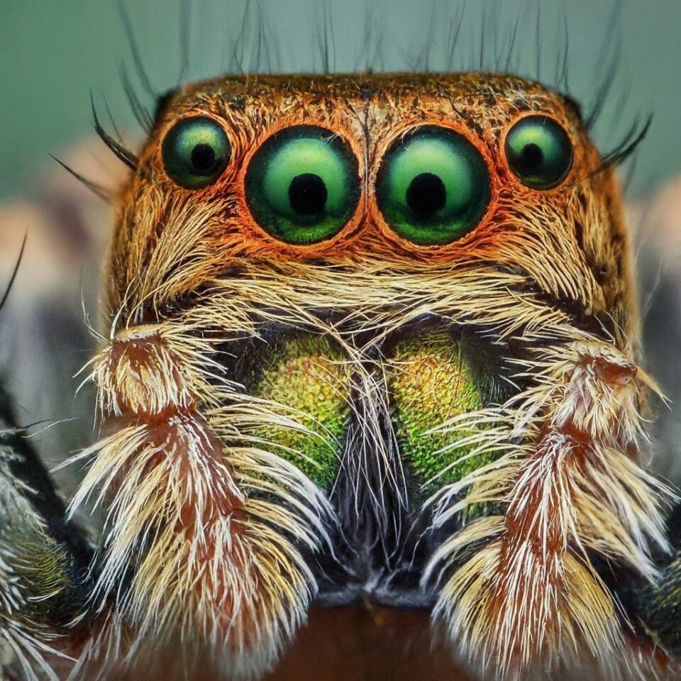 23 Animals With Multiple Eyes (With Pictures)