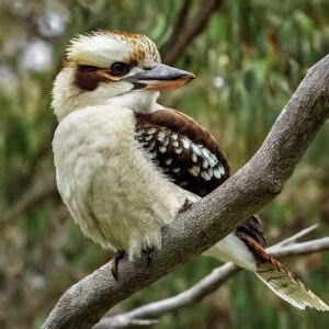 16 Animals That Make Laughing Sounds (With Pictures)