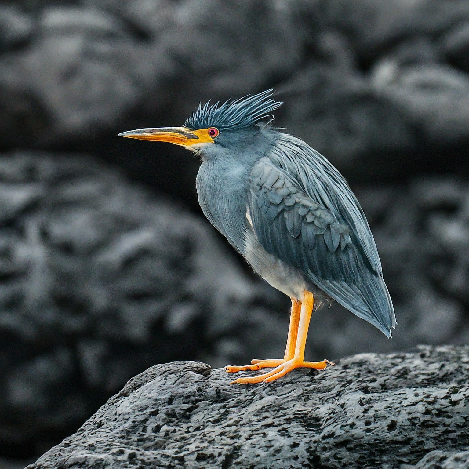 51 Types Of Heron Species: Herons Diversity (With Pictures)