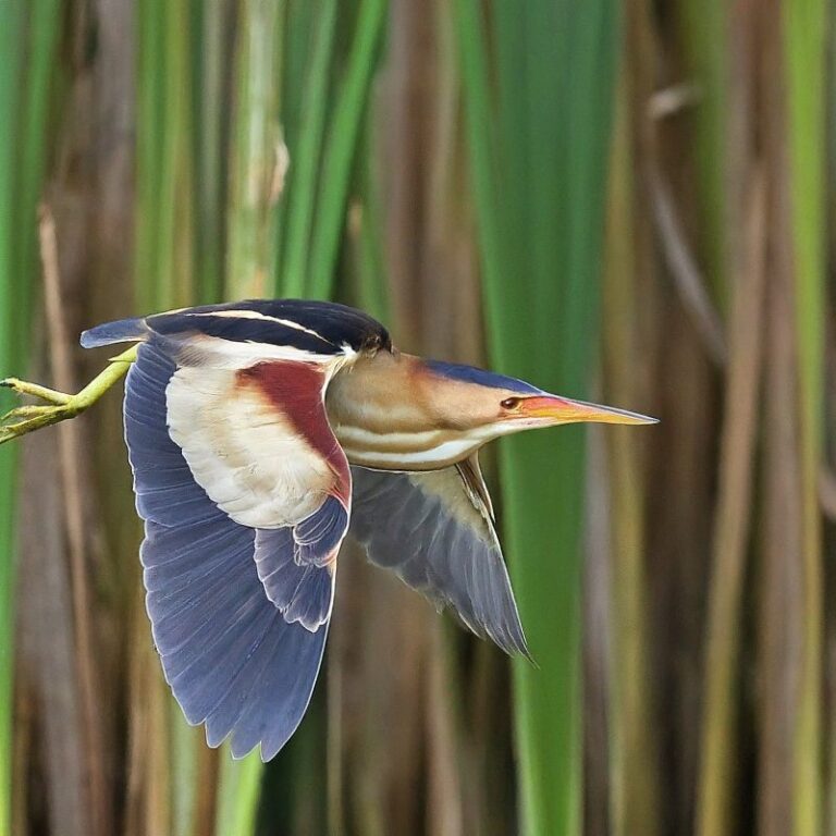 51 Types Of Heron Species: Herons Diversity (With Pictures)