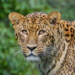 25 Unusual Hybrid Animals That Exists! (With Pictures)