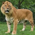 25 Unusual Hybrid Animals That Exists! (With Pictures)