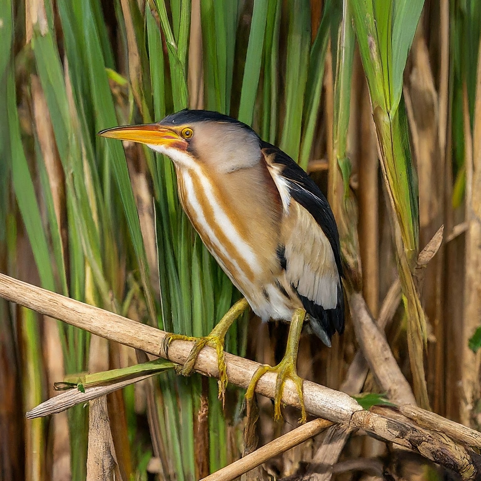 51 Types Of Heron Species: Herons Diversity (With Pictures)