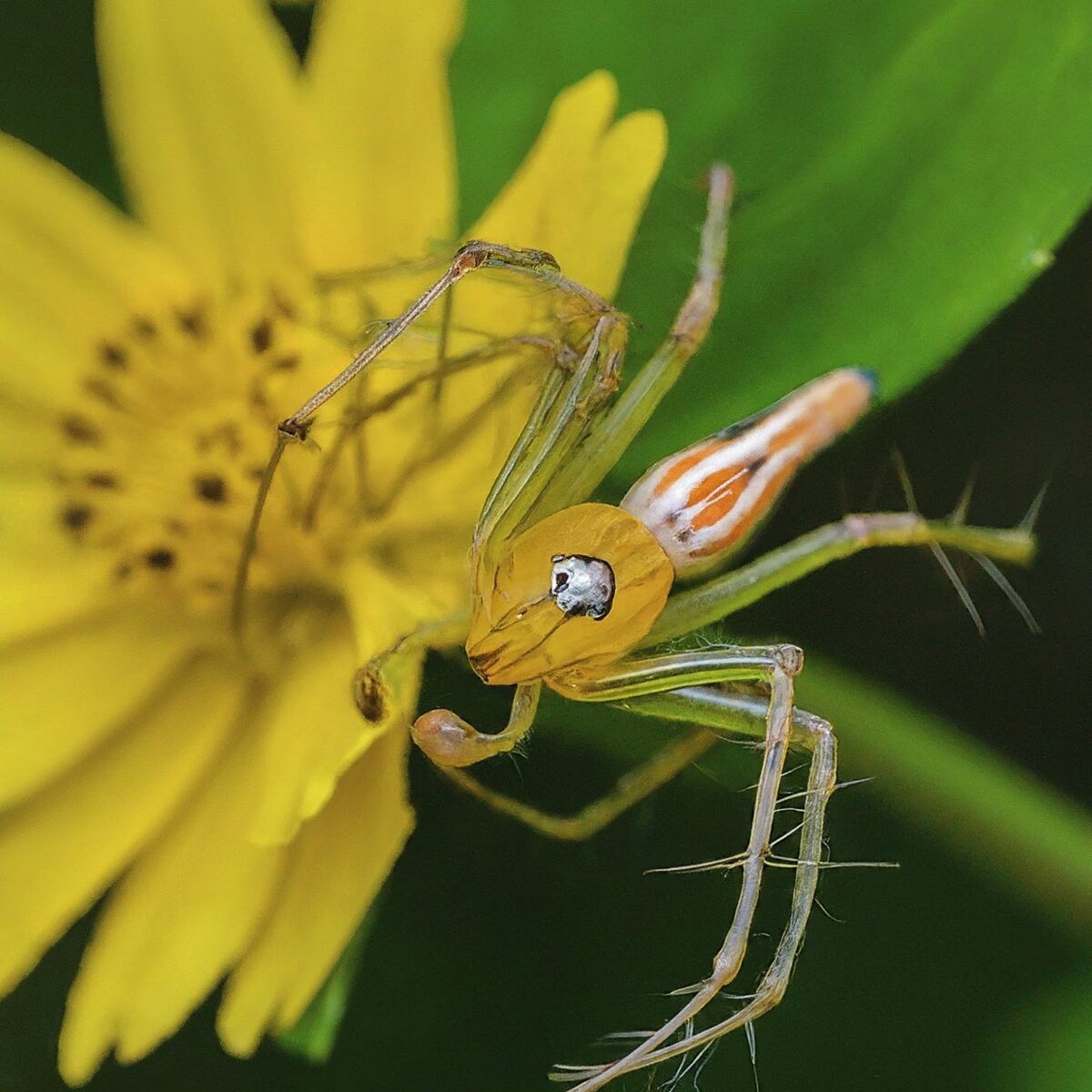 15 Spiders Species That Play Dead But Are Alive! (With Pictures)