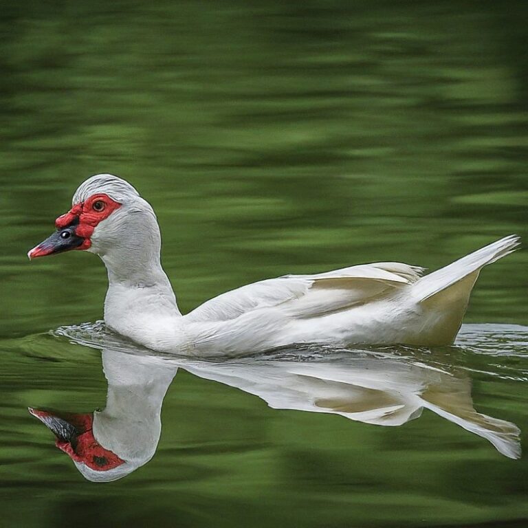 25 Unusual Hybrid Animals That Exists! (With Pictures)