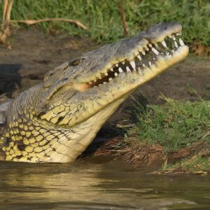 24 Types Of Crocodiles: Exploring The Diversity (With Pictures)