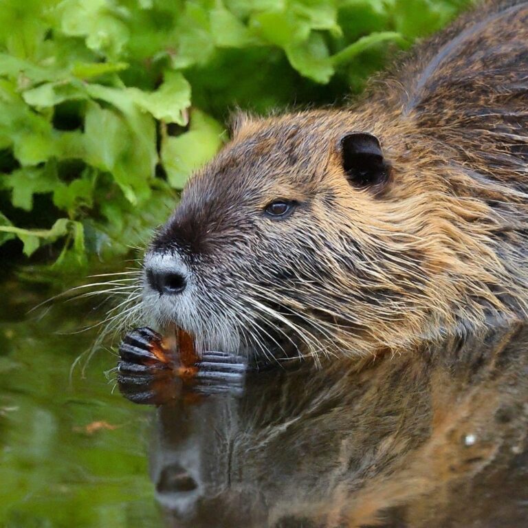 26 Animals That Look Like Chinchillas (With Pictures)