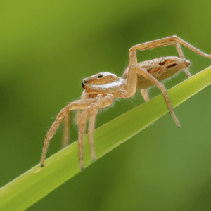 19 Spiders That Resemble And Look Like Crabs (With Pictures)