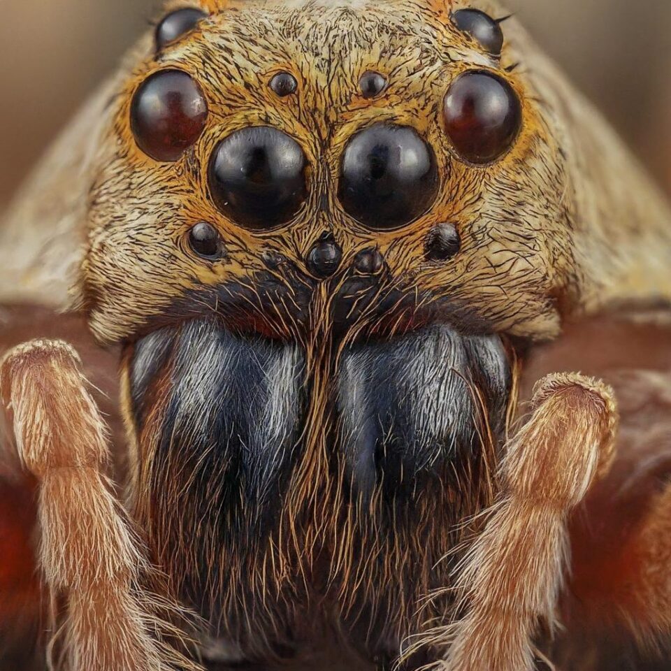 23 Animals With Multiple Eyes (With Pictures)