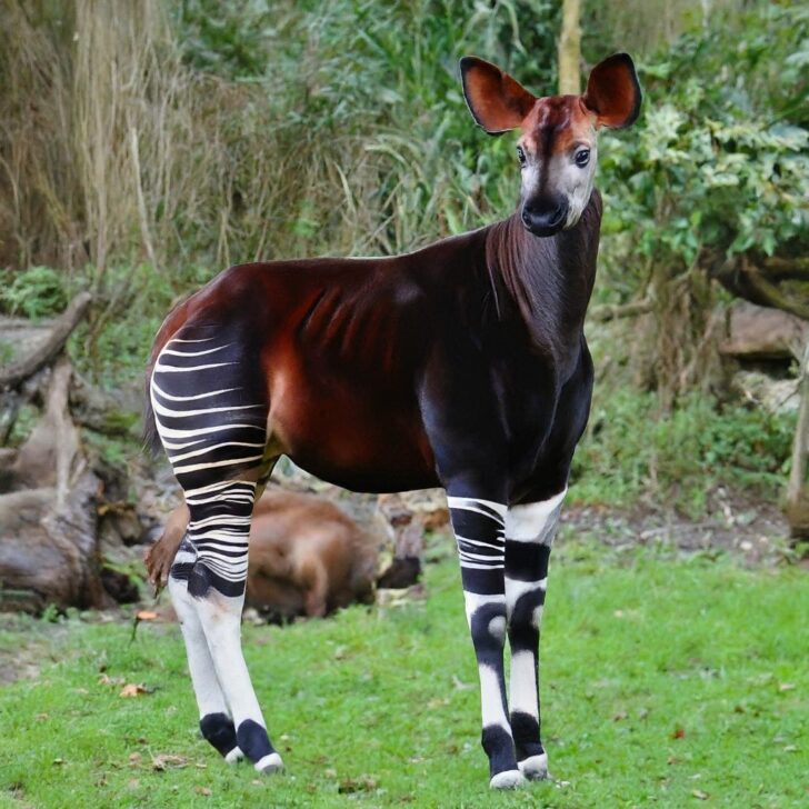 31 Animals That Resemble And Look Like Deer (With Pictures)