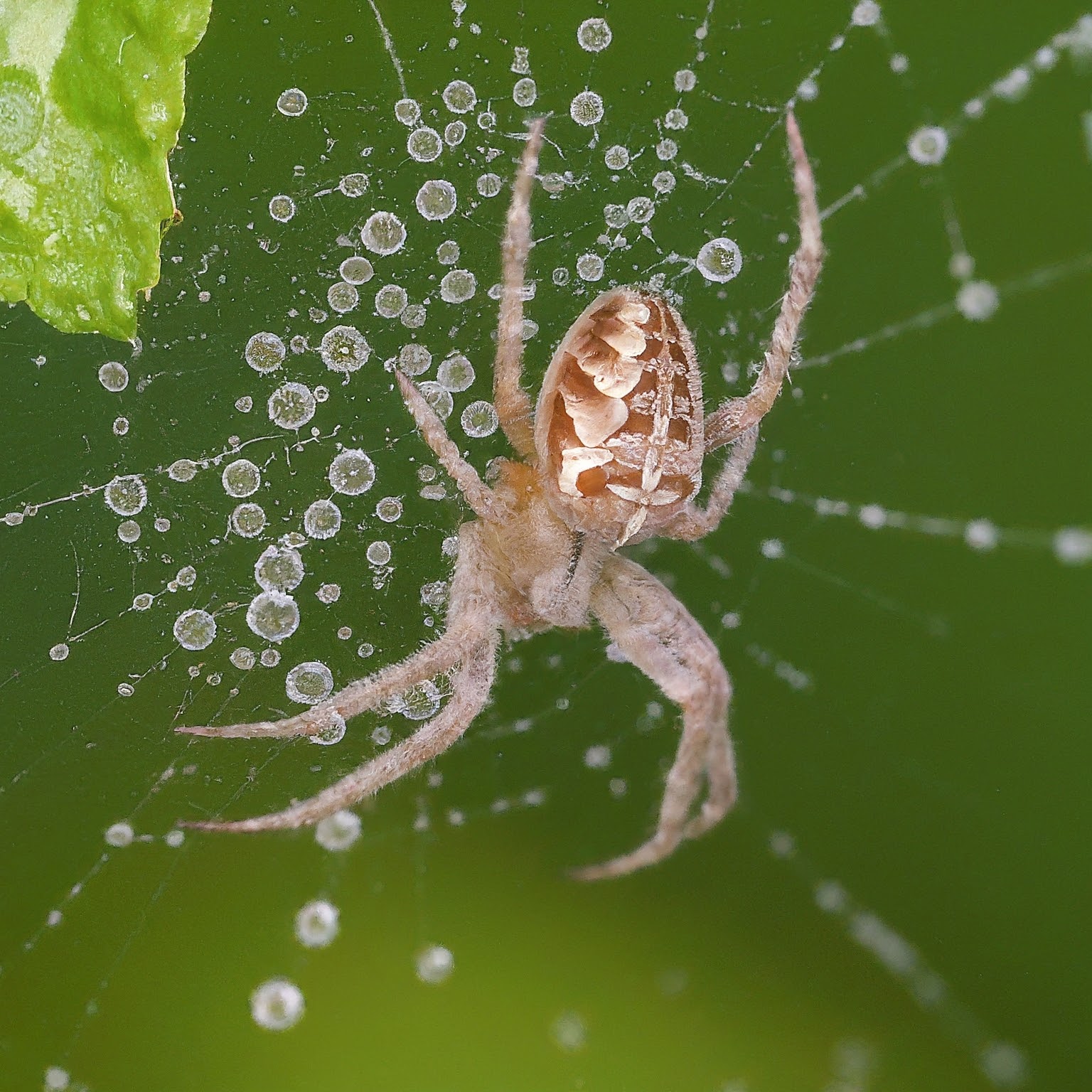 15 Spiders Species That Play Dead But Are Alive! (With Pictures)