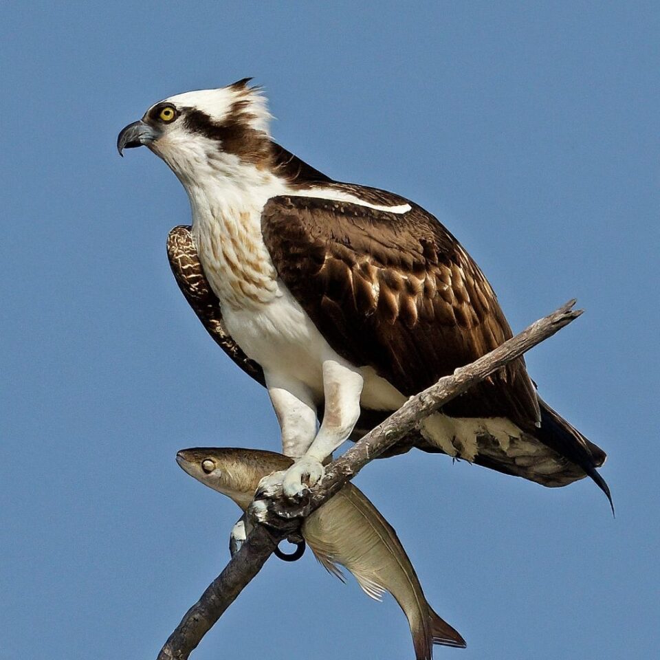 11 Amazing Hawks With White Heads (With Pictures)