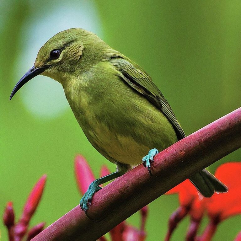 33 Extinct Animals: A Eulogy For Lost Species (With Pictures)