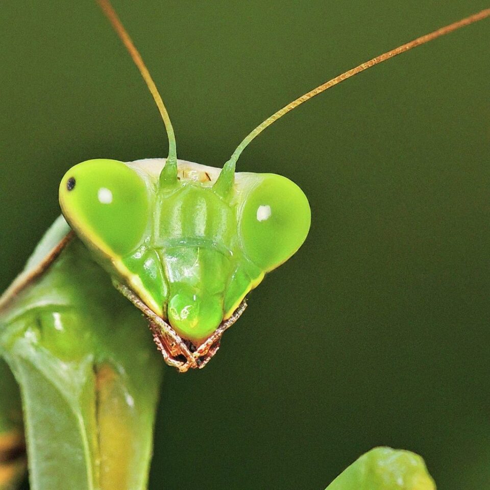 23 Animals With Multiple Eyes (With Pictures)