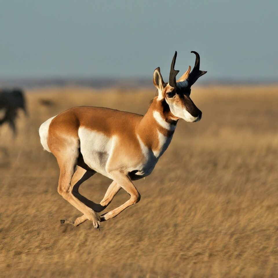 31 Animals That Resemble And Look Like Deer (With Pictures)