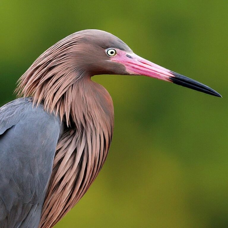 51 Types Of Heron Species: Herons Diversity (With Pictures)