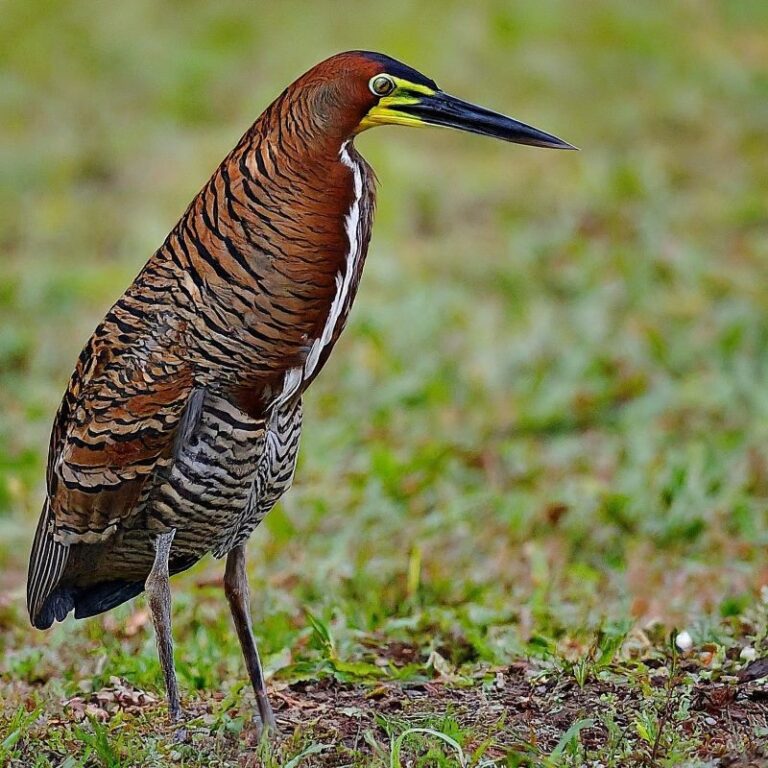 51 Types Of Heron Species: Herons Diversity (With Pictures)