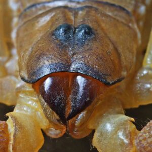 23 Animals With Multiple Eyes (With Pictures)