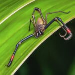 30+Spiders That Look Like Scorpions (With Pictures)