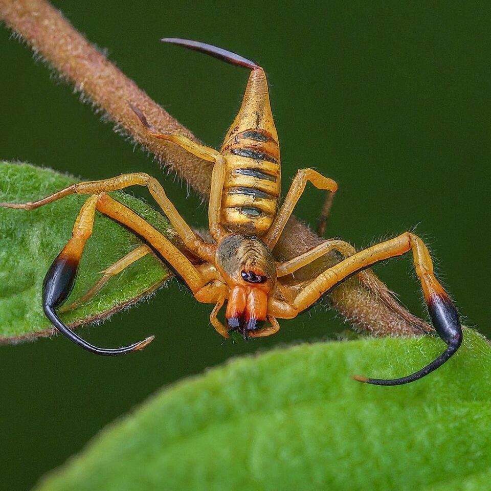 30+Spiders That Look Like Scorpions (With Pictures)