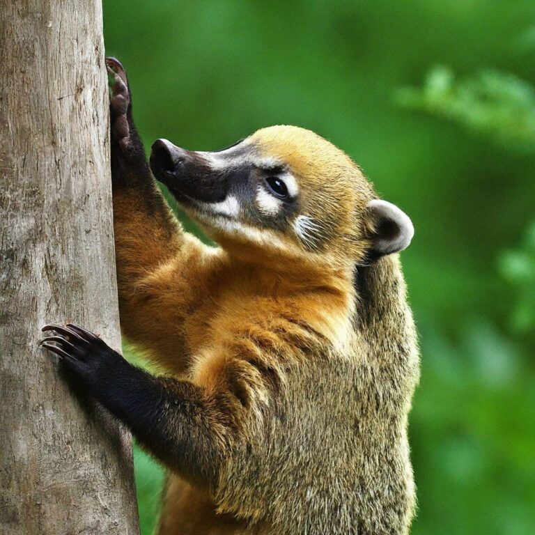 36 Animals That Resemble And Look Like Anteaters (With Pictures)
