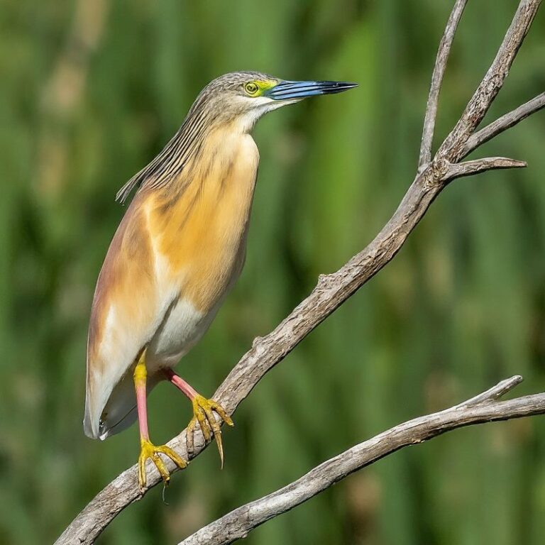 51 Types Of Heron Species: Herons Diversity (With Pictures)