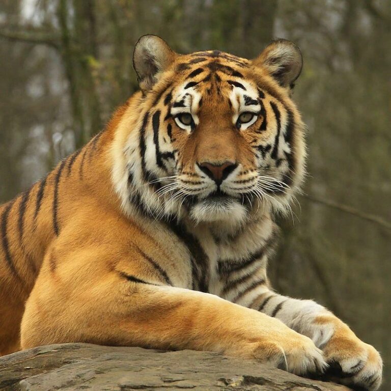 25 Unusual Hybrid Animals That Exists! (With Pictures)