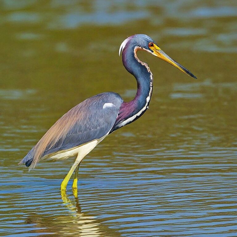 51 Types Of Heron Species: Herons Diversity (With Pictures)