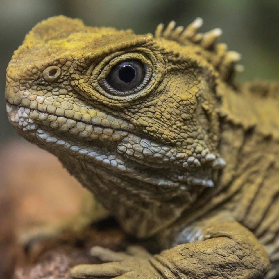 23 Animals With Multiple Eyes (With Pictures)