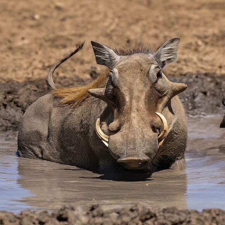 13 Animals That Wallow In Mud Or Dust Bathe