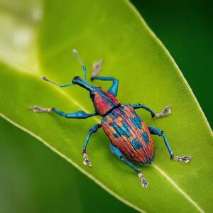 36 Animals That Resemble And Look Like Anteaters (With Pictures)