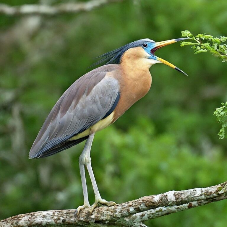 51 Types Of Heron Species: Herons Diversity (With Pictures)