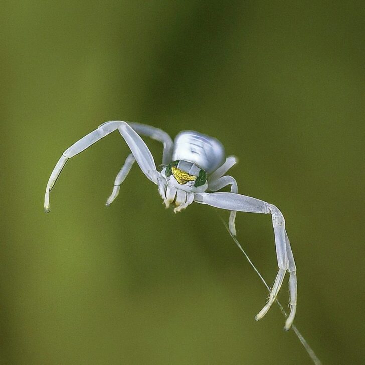 19 Spiders That Resemble And Look Like Crabs (With Pictures)