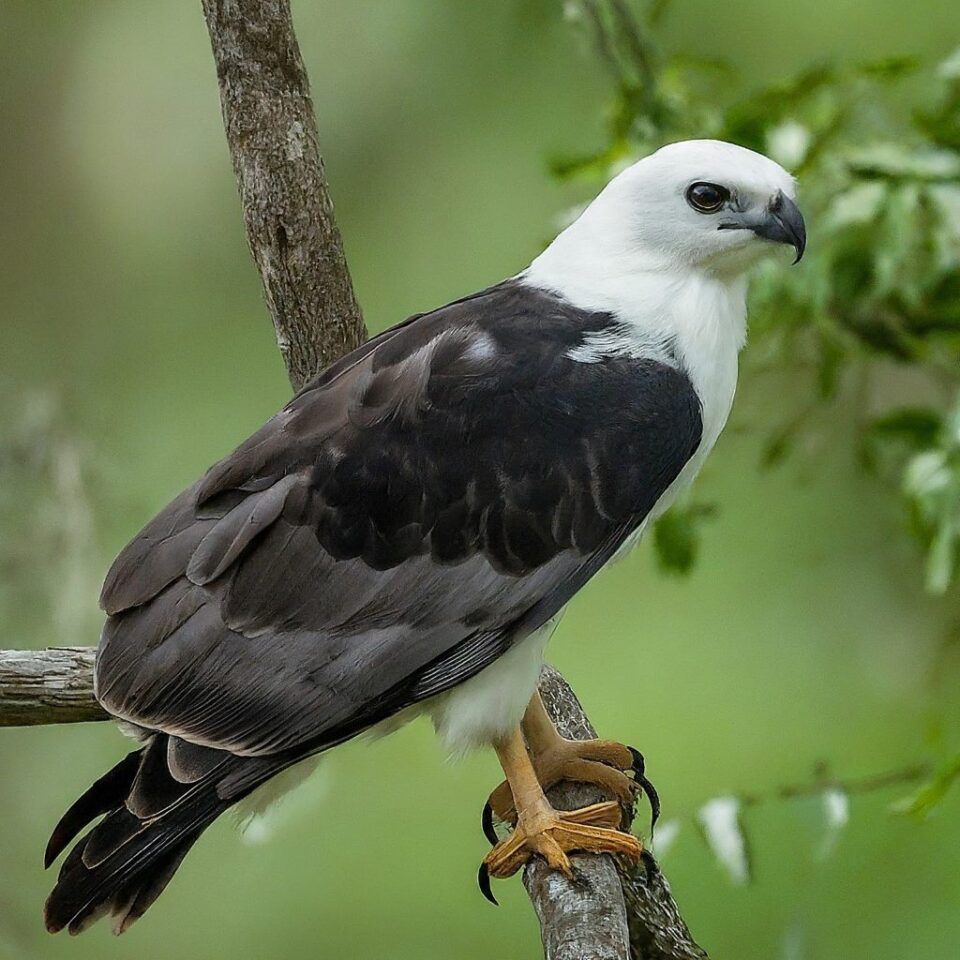 11 Amazing Hawks With White Heads (With Pictures)