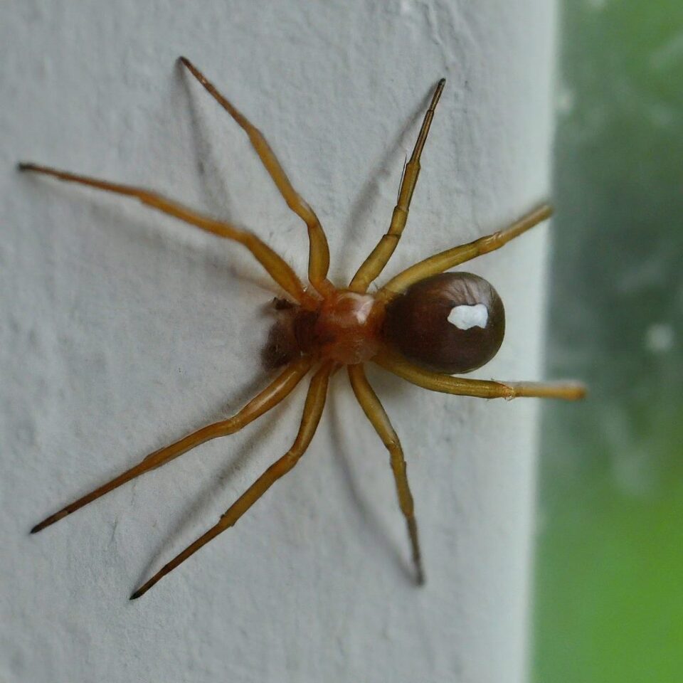 16 Spiders That Look Like Black Widows (False Widows) With Pictures