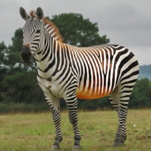 25 Unusual Hybrid Animals That Exists! (With Pictures)