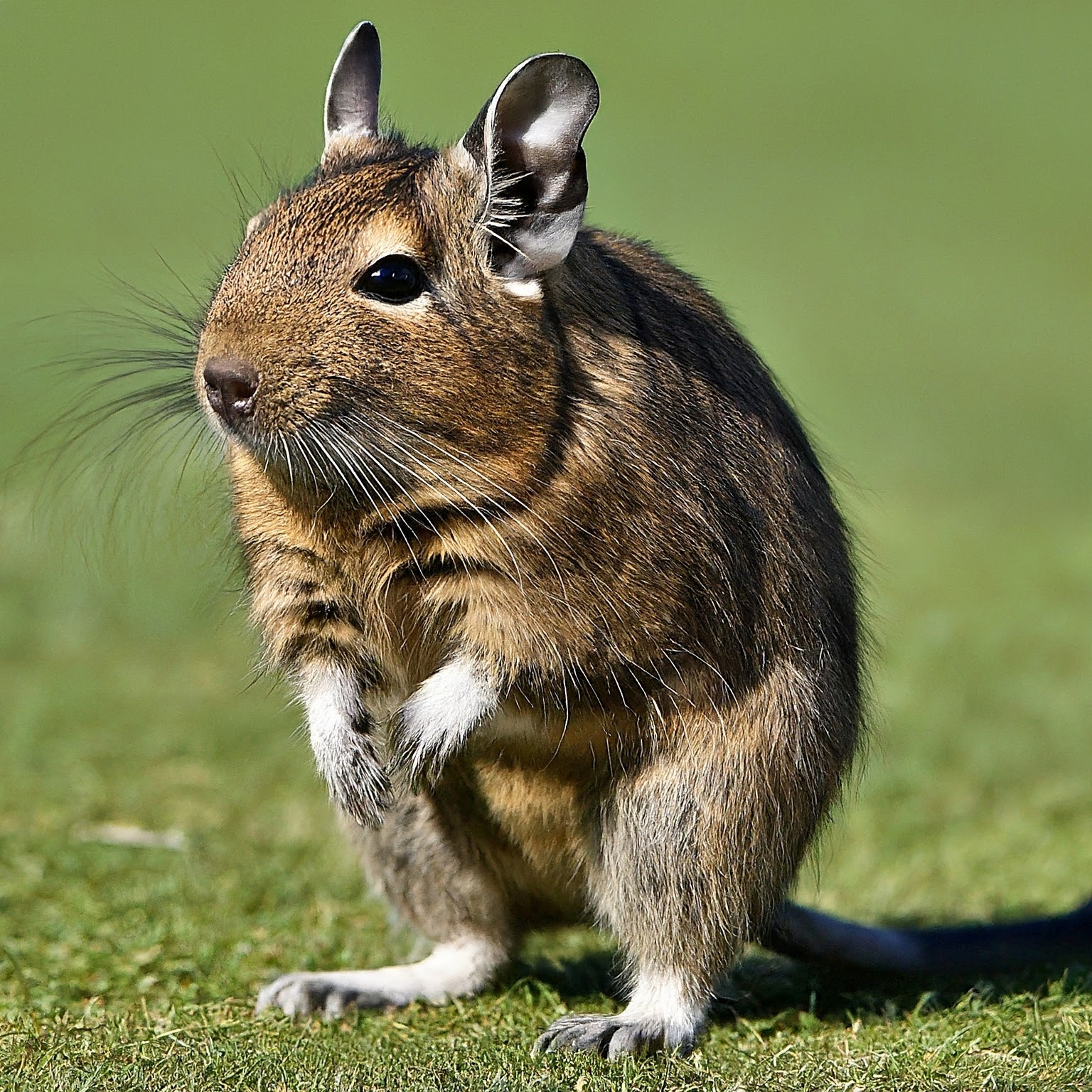 16 Animals That Make Laughing Sounds (With Pictures)