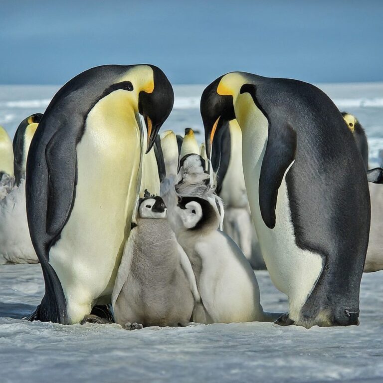 Birds That Feed Milk To Their Babies: #3 Will Surprise You