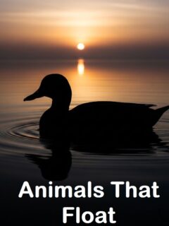 21 Animals That Float: Nature’s Masters Of Buoyancy