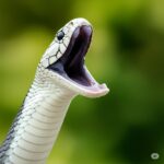 5 Types Of Mambas: Africa's Elegantly Venomous Snakes