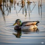 21 Animals That Float: Nature’s Masters Of Buoyancy