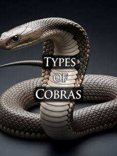 30+Types Of Cobras: Meet Nature’s Venomous Variety